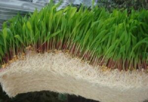 Hydroponic Fodder Maize - Domestica